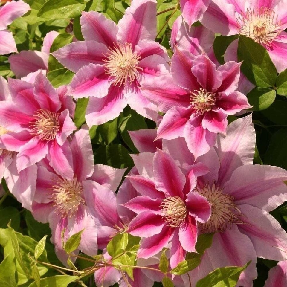 Clematis Fireworks - Live Plant in a 4 Inch Growers Pot - Starter Plant ...
