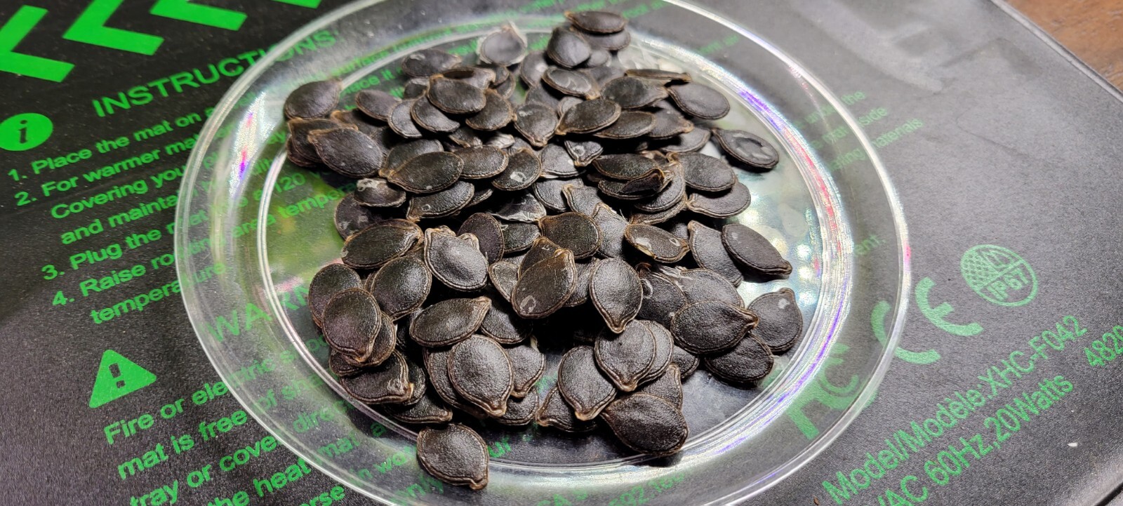 15 ~ Malabar Squash ~ Asian Spaghetti Squash ~ Shark Fin Melon Seeds ...