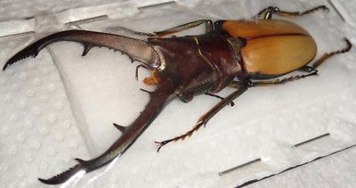 TOP RARITY Lucanidae Cyclommatus montanellus 63mm Borneo Stag Beetle ...