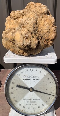 Fossilized Indiana Geode Quartz Crystal Whole 7.25 Lb Agate crinoid ...