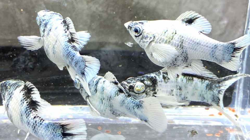 Molly Zebra Roundtail Blue Eyes LIVE FISH HIGH QUALITY USA Local ...