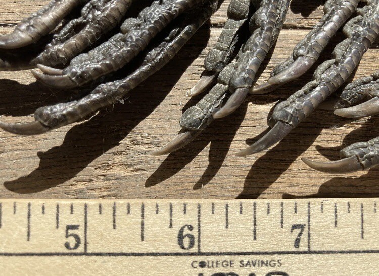 6 Rooster Pheasant Feet Spurs Legs Taxidermy,Bird Feet,Occult,Voodoo ...