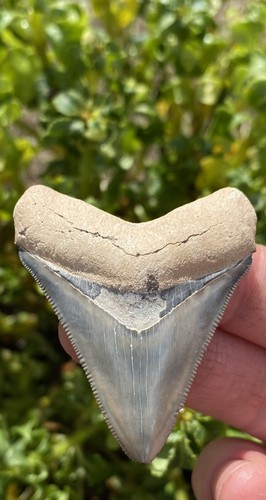 Bone Valley Megalodon Shark Tooth 2.06in | eBay