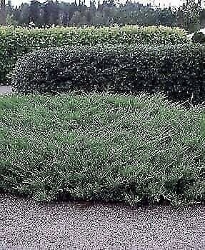 Juniper Nicks Compacta | 3 Gallon | Juniperus chinensis | Groundcover ...