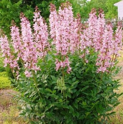 DICTAMNUS DITTANY FRAXINELLA BURNING BUSH SEEDS GAS PLANT PERENNIAL ...