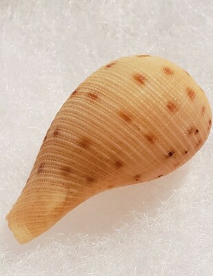 Ficus Eospila Seashell 39 mm Spotted Tesselate Fig Shell, Australia ...