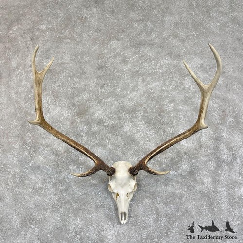 #28068 P | Axis Deer Skull & Antler European Mount For Sale | eBay