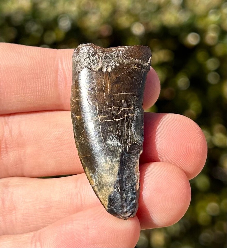 Uzbekistan Tyrannosaur Dinosaur Tooth RARE Timurlengia Bissekty ...