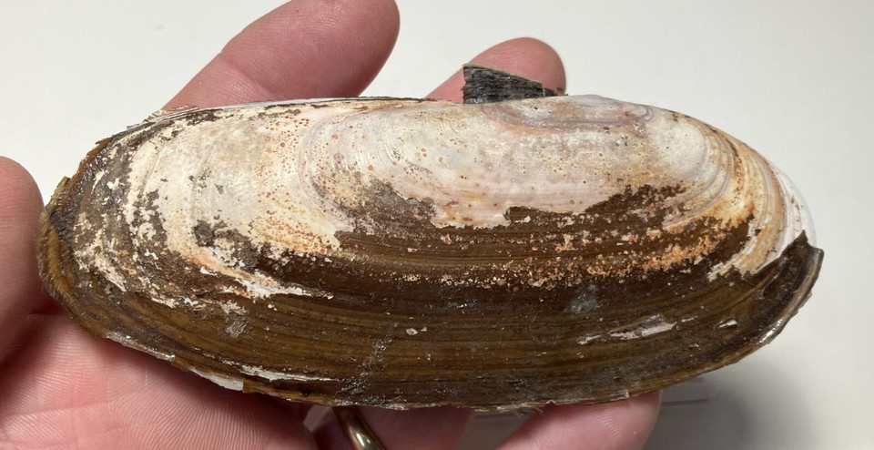 Siliqua patula. Pacific Razor Clam. Collected in Southeast Alaska. good ...