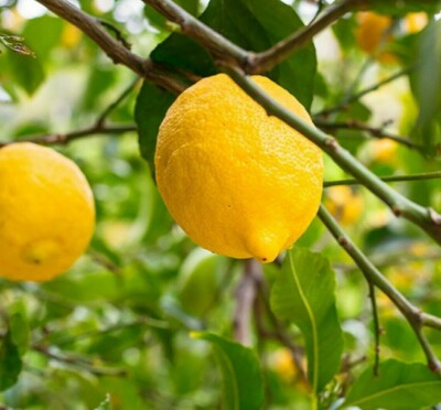 Bearss Lemon Tree - 24-36" Tall - Live Citrus Plant - Gallon Pot ...