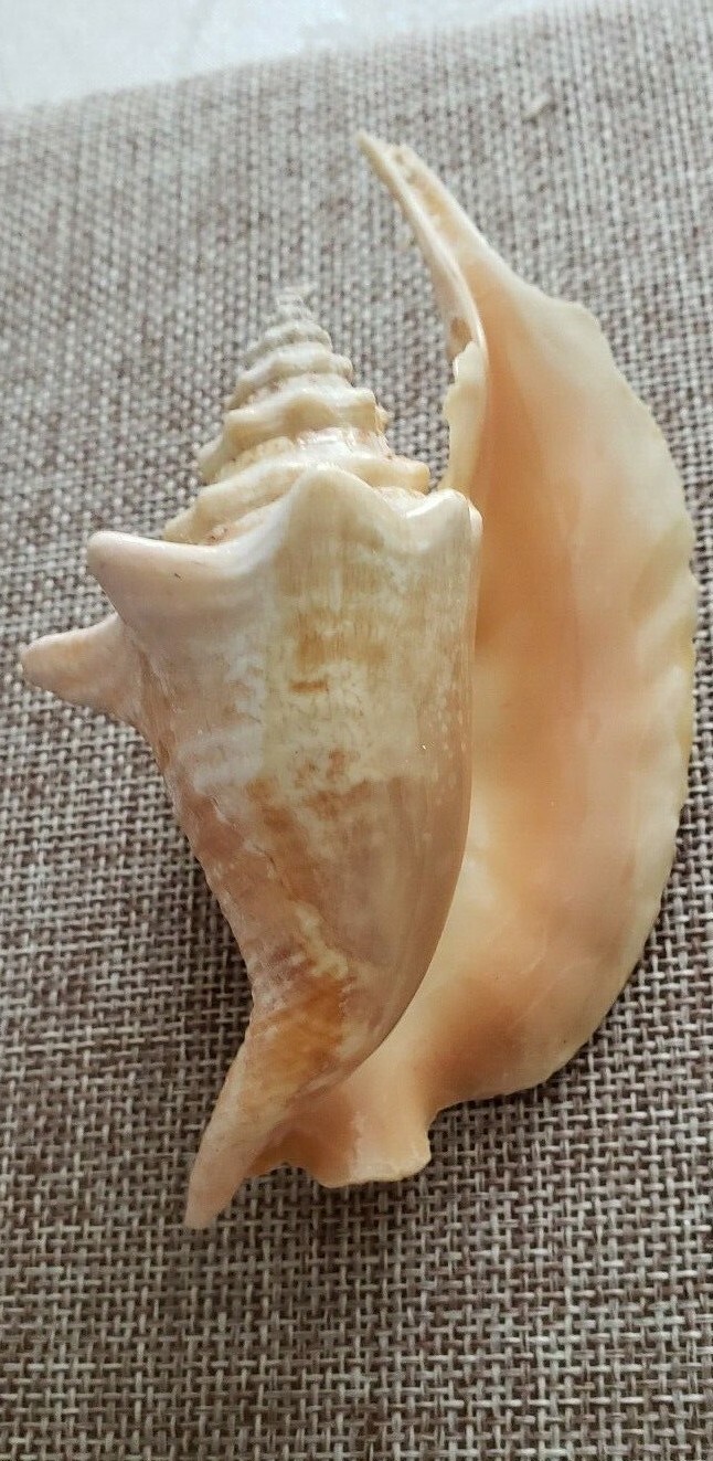 Strombus Gallus Rooster Tail Conch 111 mm Brazil 1987⭐⭐⭐ | eBay