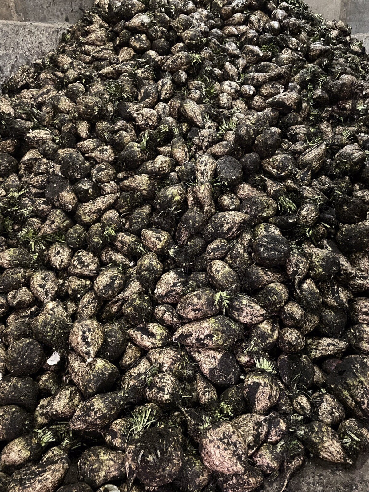 Enermax High Energy Fodder Beet For Cows Sheep Pigs Horses Feed ...