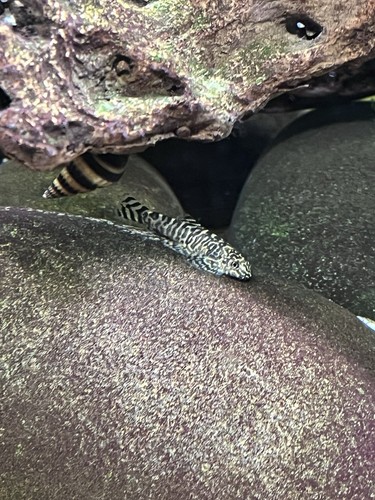 Sewellia SP - Hillstream Loach | eBay