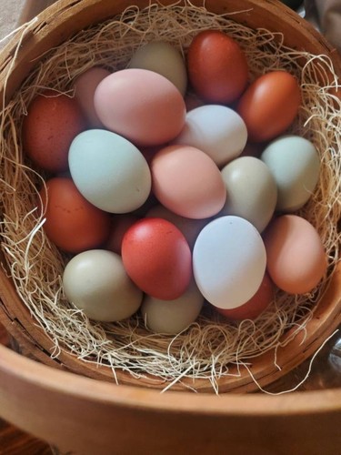 12 Ultimate Mutli-Colored Barnyard Mix HATCHING CHICKEN EGGS (1 Dozen ...
