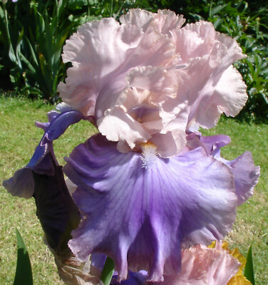 AUGUST DELIVERY Tall Bearded Iris Florentine Silk | eBay UK