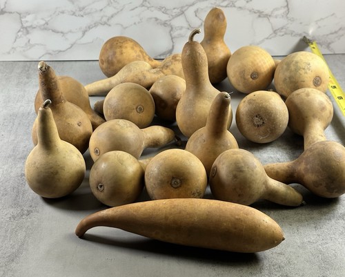 20 Mini Long Handled Dried and Cleaned Dipper Gourds | eBay