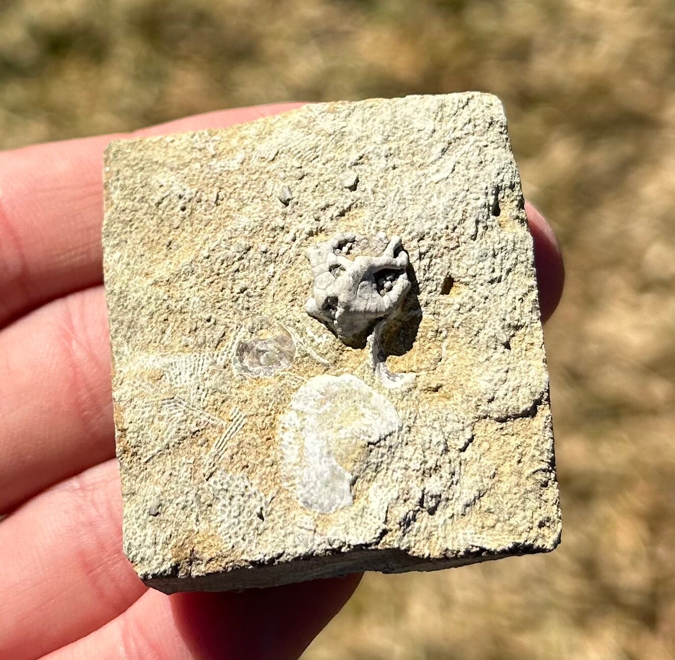 Alabama Fossil Crinoid in Matrix Taxocrinus whitfieldi Bangor Limestone ...