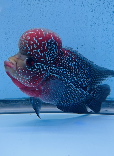 Super Red Dragon Flowerhorn The King Kamfa Fry 5 to 6 inche Usa Seller ...