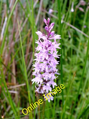 Photo 12x8 Common Spotted Orchid above Tramiag Bay Inverlussa As with ...