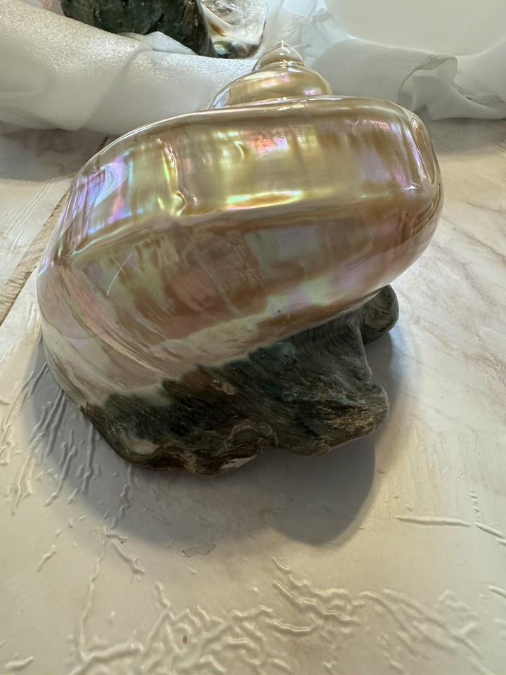 Large Green Turbo Marmoratus Turban Sea Shell Mother of Pearl 9 In | eBay