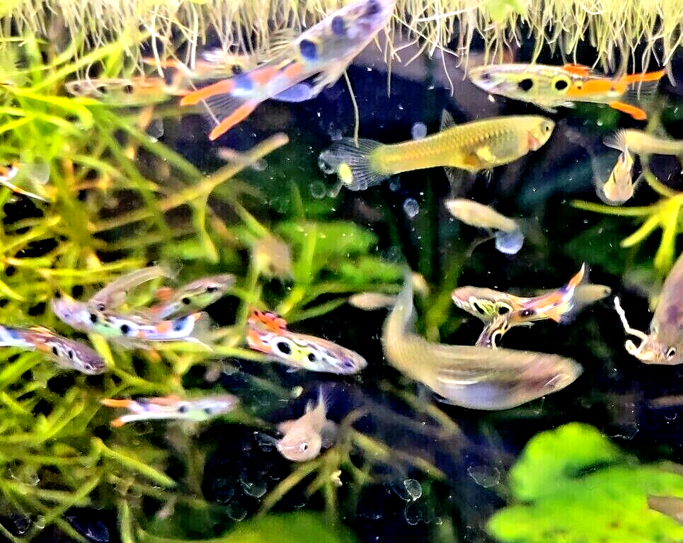 PURE RUSSIAN RED STAECK Endler's 3 Pairs (2 Pair+ One Free Pair (3M/3F ...