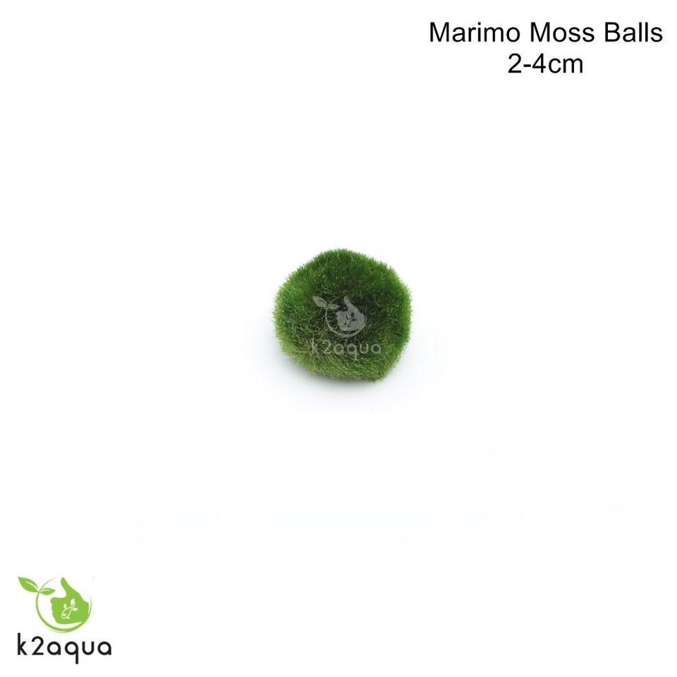 ALL sizes MARIMO MOSS BALLS Cladophora live aquarium plant fish tank ...