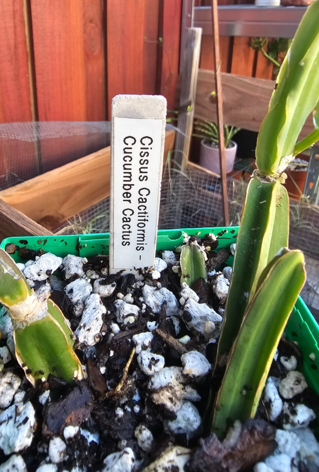 VEDLT GRAPE 'CUCUMBER CACTUS' CISSUS QUADRANGULARIS | eBay