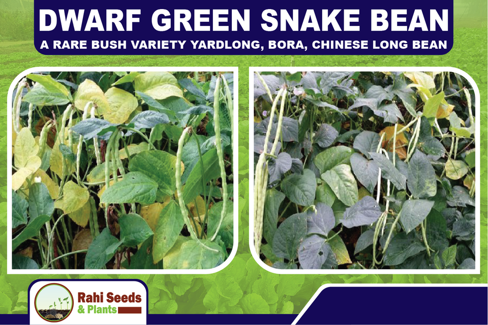 Dwarf Green Snake Bean - A Rare Bush Variety Yardlong, Bora, Chinese ...