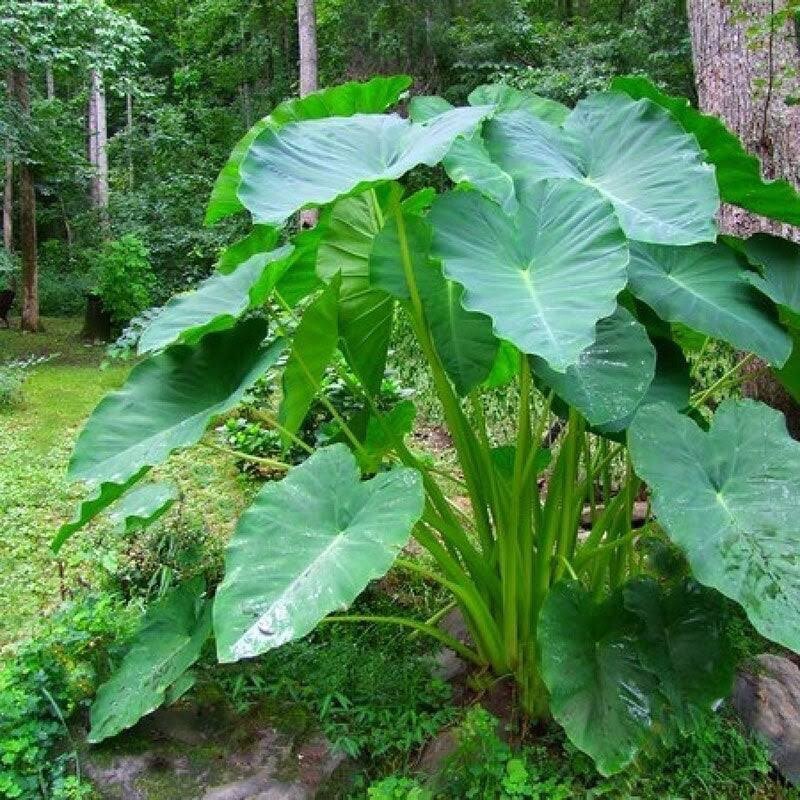 3 LIVE Kalo Eddo Colocasia Esculenta Gabi Elephant Ear Taro Bulbs READY ...