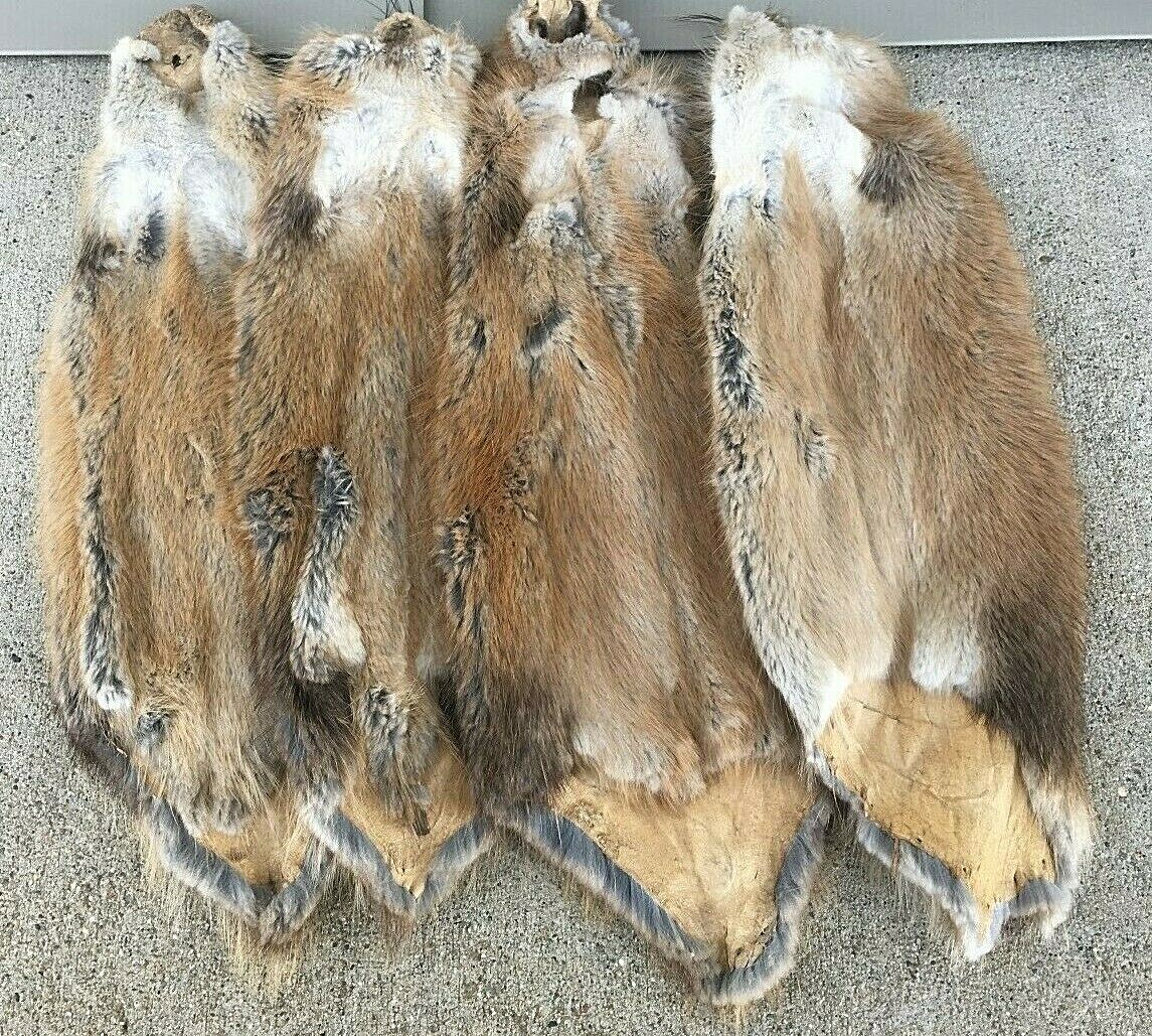 1 - Tanned Midwestern muskrat pelt, premium grade prime (muskpremo) | eBay