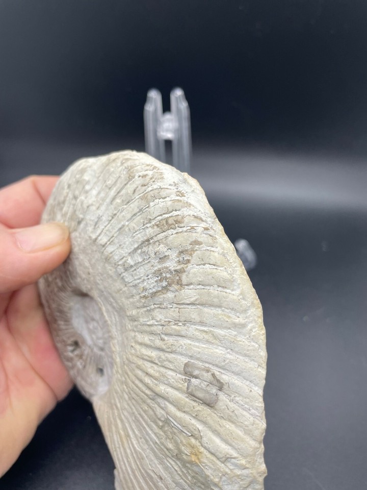 Texas Ammonite Fossil Oxytropidoceras 6" Crystal Pocket Duck Creek ...