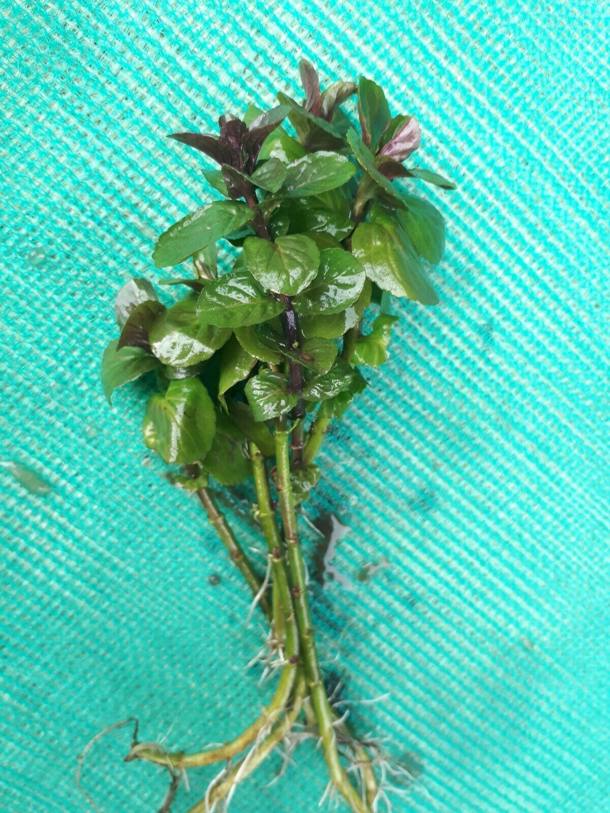 Various pond marginal bog plants oxygenating Iris water mint cress ...