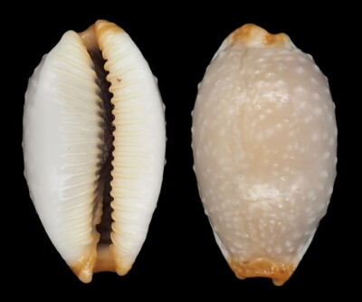 Coquillage de collection : Cypraea limacina limacina (22 mm - Gem) | eBay