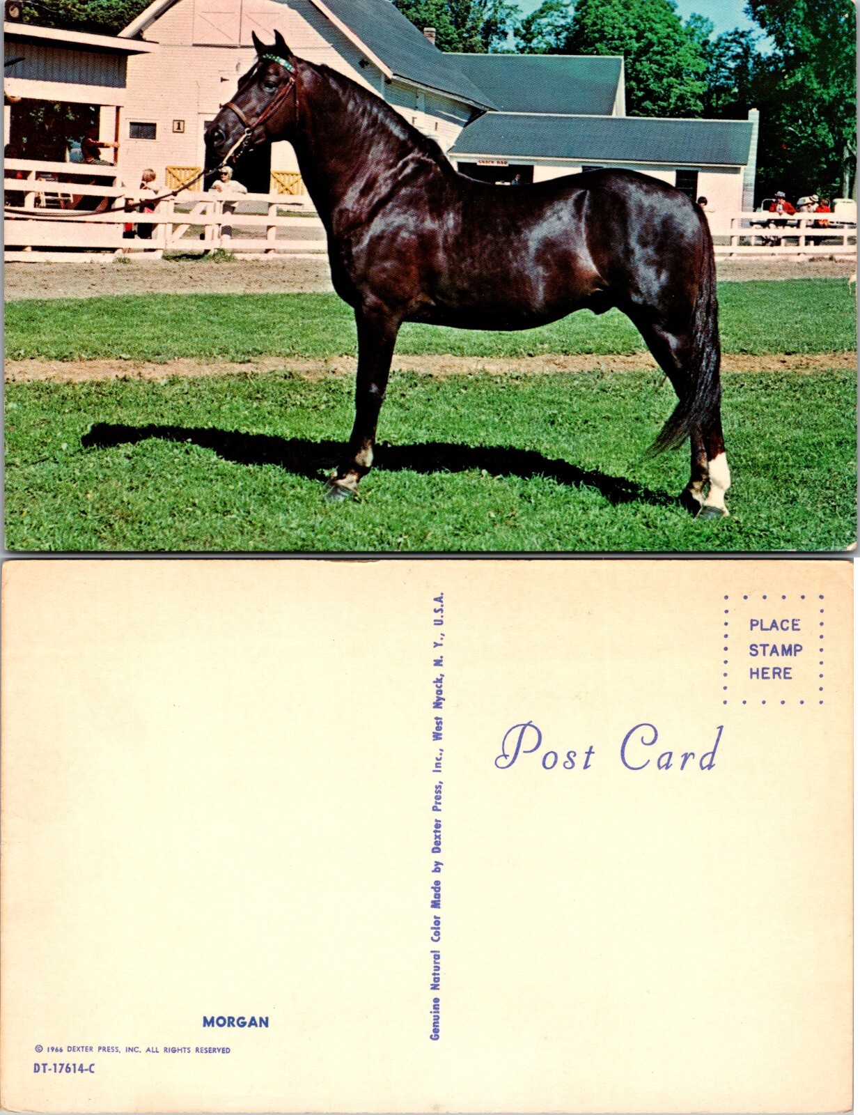 Morgan Horse Breed Stable Yard View Postcard | eBay