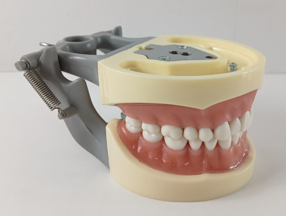 Typodont OM-200G Dental Anatomy Model With Removeable Teeth NEW | eBay