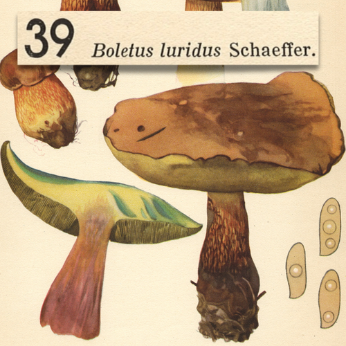 MUSHROOM Fungus Lurid Bolete RED-PORED VTG Lithograph Print Otto Uzak ...