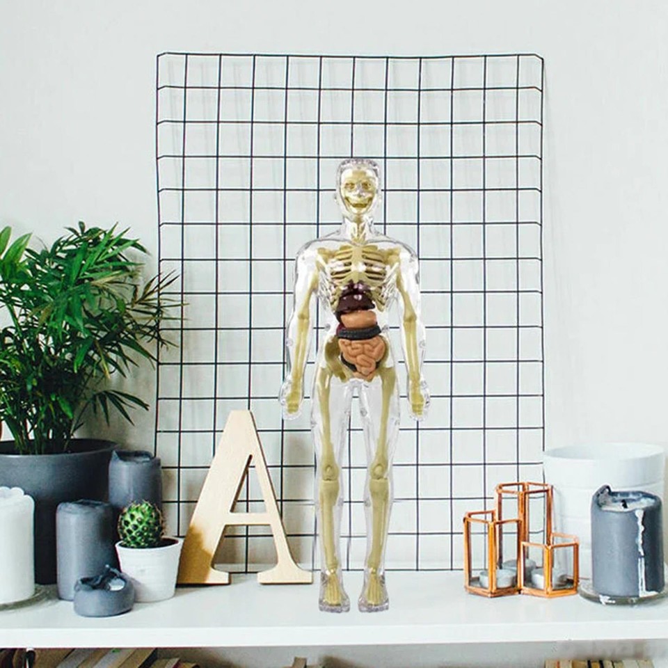 Human Body Torso Anatomy Figure Posable Model Educational Learning Tool ...