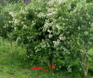 Tagasaste - Tree Luerne 250 seeds - hardy animal fodder | eBay