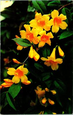 Yellow Jessamine South Carolina State Flower SC Postcard used (18535 ...