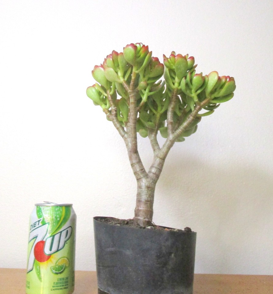Jade Crosby's dwarf Crassula plant for shohin mame bonsai tree thick ...