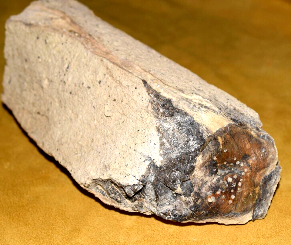 Rare Polished Petrified Wood Tree Limb 12Lbs 13 Oz Specimen Virgin ...