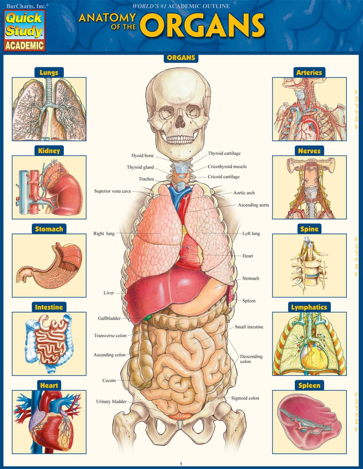 Anatomy of the Organs QuickStudy Laminated Reference Guide (QuickStudy ...