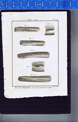 Natural History - PLATE 222 - SOLEN Bivalve Shell -1791 Benard Antique ...
