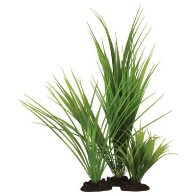 Variegated Rush Grass 13cm | eBay UK