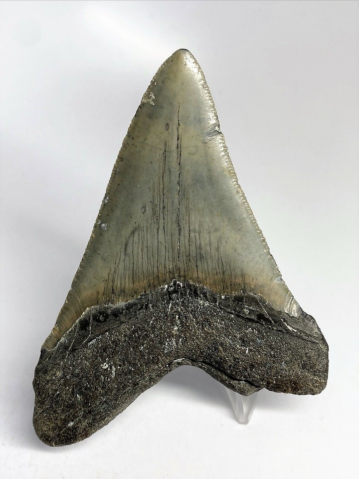 4 INCH REAL MEGALODON SHARK TOOTH BIG FOSSIL GIANT GENUINE SERRATED ...