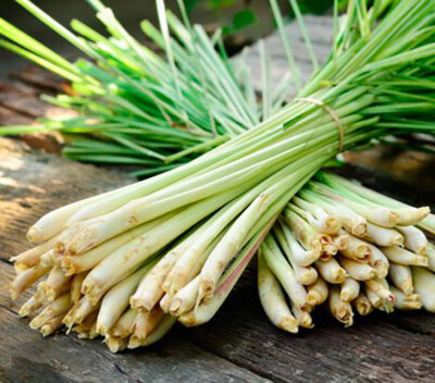 Cymbopogon flexuosus, Cochin Grass East, Indian Lemon Grass - 50 ...