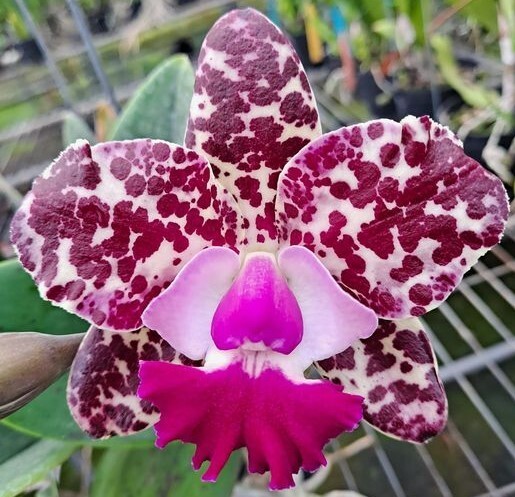 Rlc. Water Song 4.5 in pot super fragrant 55$ XL size #1 | eBay