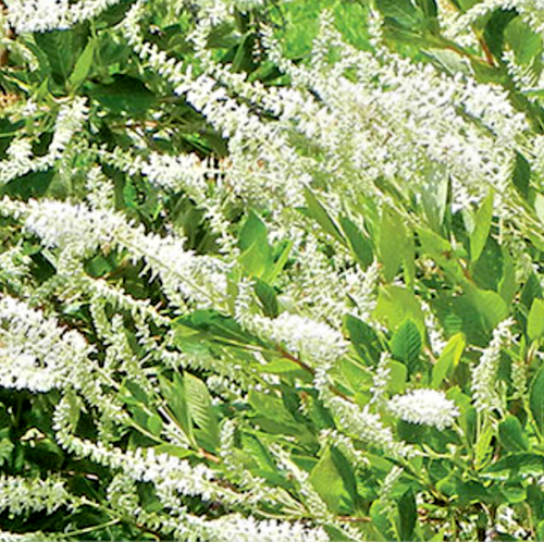 30 EINSTEIN SWEET PEPPERBUSH SEEEDS - Clethra alnifolia " Einstein " | eBay