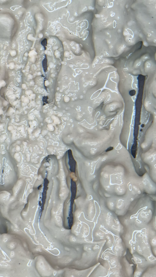 Temperate White Springtails (Collembola sp.) - Active Colony! | eBay