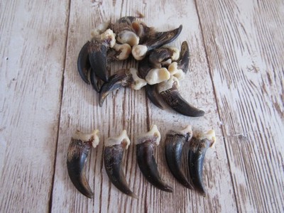 10 Coyote Claws Taxidermy Jewelry Craft Projects Animal Bones Claws | eBay